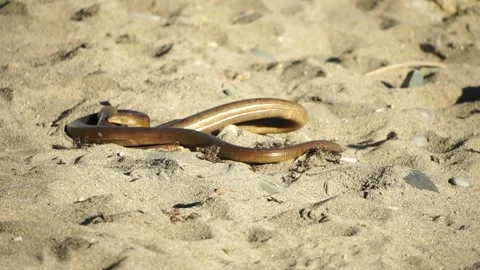 two big snakes on the sand, coiling and ... | Stock Video | Pond5