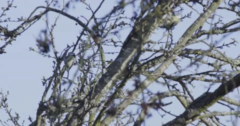 Two Birds Moving Stock Videos – Royalty-Free HD & 4K Videos | Pond5