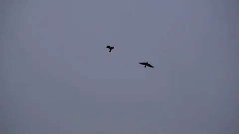 Loop Motion Birds Stock Video Footage | Royalty Free Loop Motion Birds ...