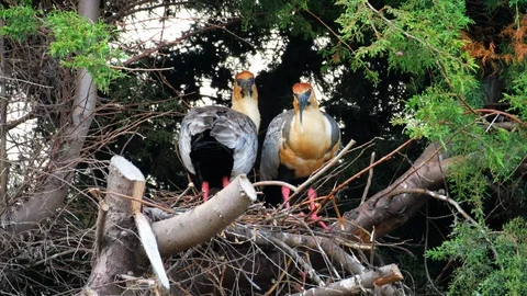 Two‑Faced Stock Videos – Royalty-Free HD & 4K Videos | Pond5