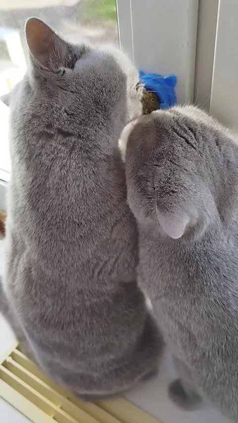 Licking Ball Stock Videos – Royalty-Free HD & 4K Videos