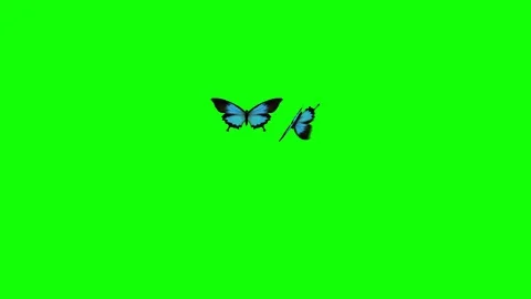 Butterfly Alpha Mask Stock Videos – Royalty-Free HD & 4K Videos