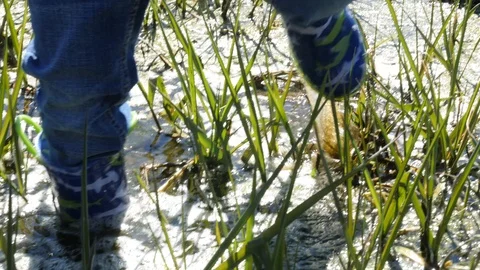 Two boys walk through wet swamp looking ... | Stock Video | Pond5