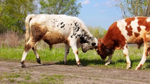 Butt The Scenes Stock Videos – Royalty-Free HD & 4K Videos