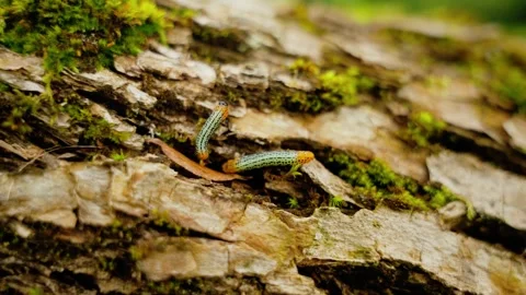 Two caterpillar worms on a tree bark wit... | Stock Video | Pond5
