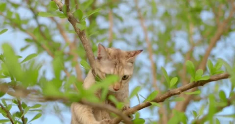 Two cats climbing a tree in the garden.T... | Stock Video | Pond5