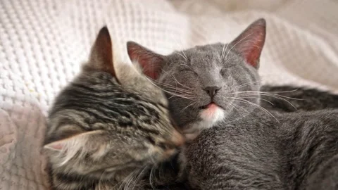 Two cats cuddling on white blanket at ho... | Stock Video | Pond5