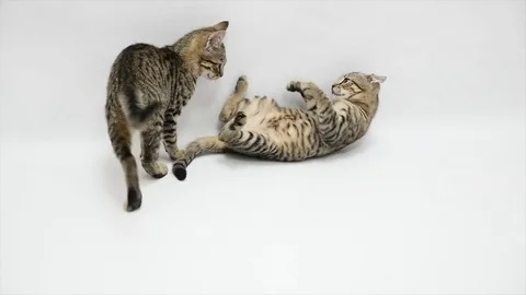 Two cats fight each other on a white bac... | Stock Video | Pond5