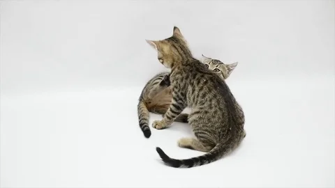 Two cats fight each other on a white bac... | Stock Video | Pond5