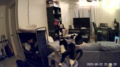 Startling Stock Footage ~ Royalty Free Stock Videos | Pond5