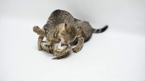Two cats play with each other on white b... | Stock Video | Pond5