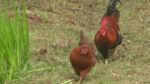 Two Chickens eating eating grass outdoor... | Stock Video | Pond5