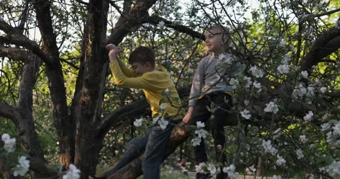 Two children climbed tree in garden. Boy... | Stock Video | Pond5