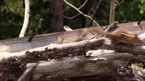 Chipmunks Stock Footage ~ Royalty Free Stock Videos | Pond5