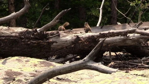 Chipmunks Stock Footage ~ Royalty Free Stock Videos | Pond5
