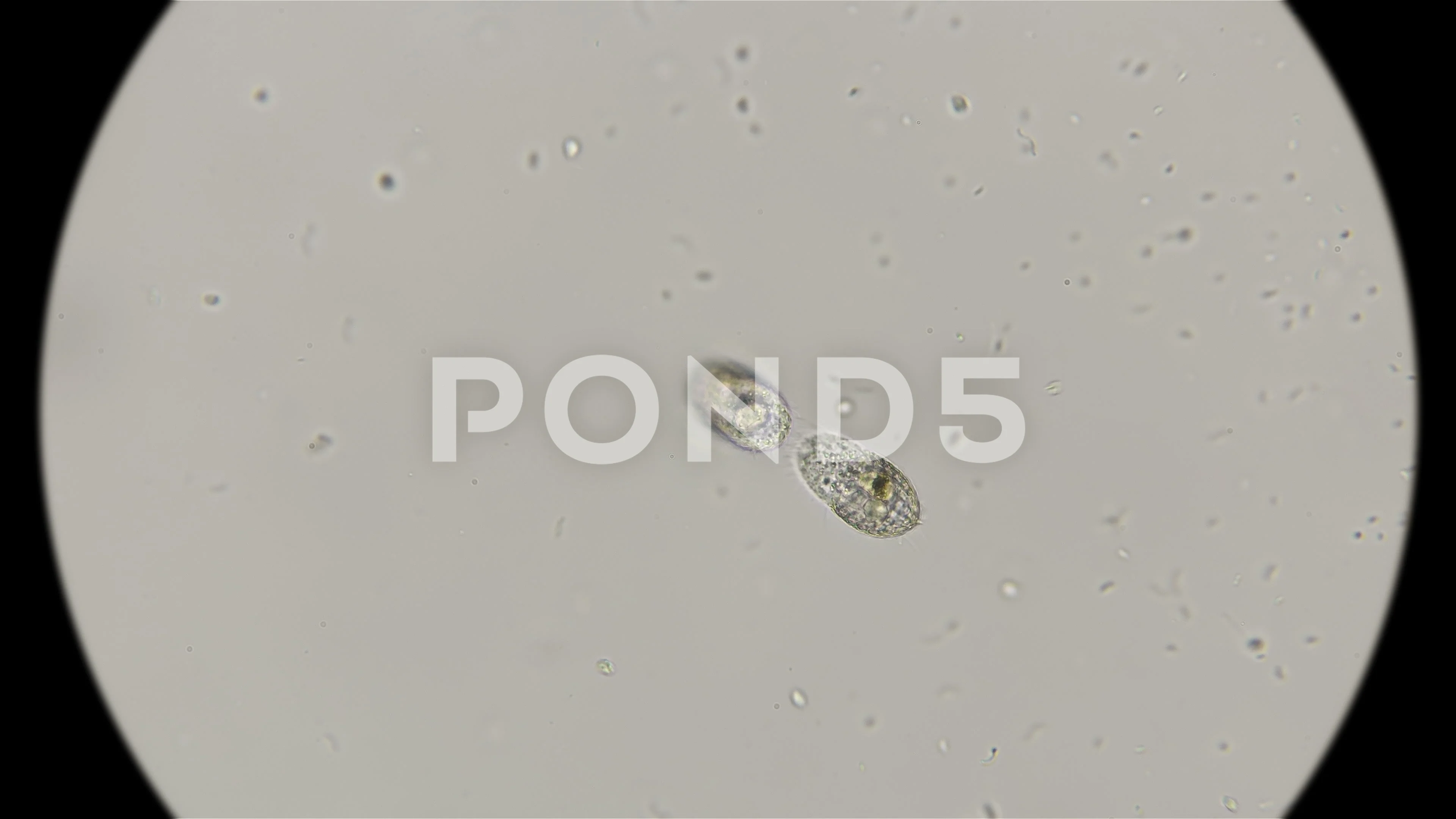 Ciliates Under Microscope