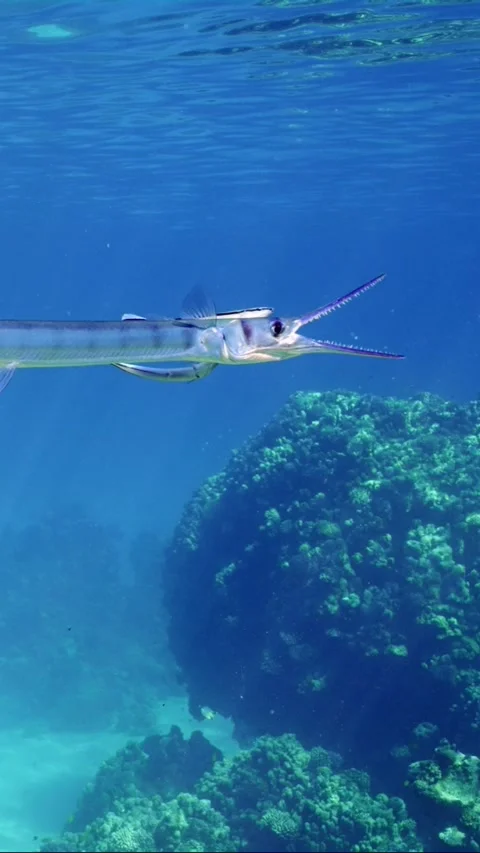 Two cleaner fish cleaning off parasites ... | Stock Video | Pond5