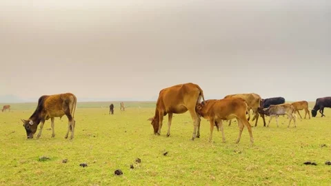 Two Cow Calf Drinks Milk From Their Moth... | Stock Video | Pond5