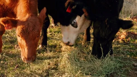 Two cows are sharing a haystack on a far... | Stock Video | Pond5