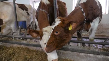 Rubbing Two D Stock Videos – Royalty-Free HD & 4K Videos | Pond5