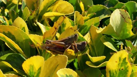 Two crickets mate sitting in foliage on ... | Stock Video | Pond5