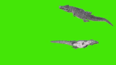 Green Screen Cgi Stock Video Footage | Royalty Free Green Screen Cgi ...