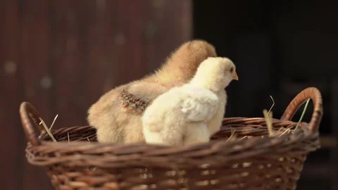 Cute Farm Animals Stock Footage ~ Royalty Free Stock Videos | Pond5