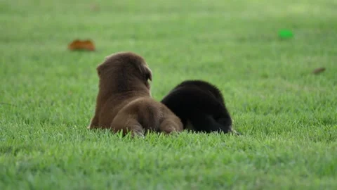 two cute puppy baby dog playing together... | Stock Video | Pond5