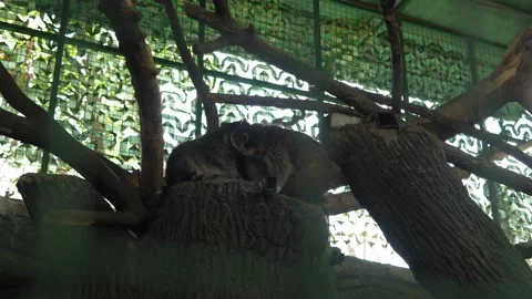 Raccoon Girl Stock Videos – Royalty-Free HD & 4K Videos | Pond5