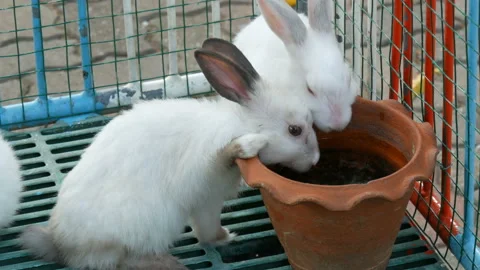 Two cute white rabbits drink water from ... | Stock Video | Pond5