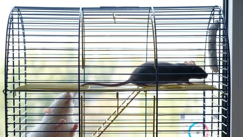 Rats Window Stock Footage ~ Royalty Free Stock Videos | Pond5
