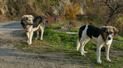 Video About Dogs Stock Videos – Royalty-Free HD & 4K Videos | Pond5