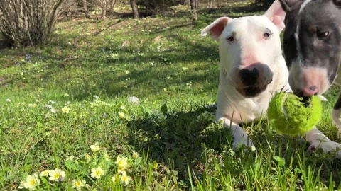 Two dogs and a ball. A puppy and an adul... | Stock Video | Pond5