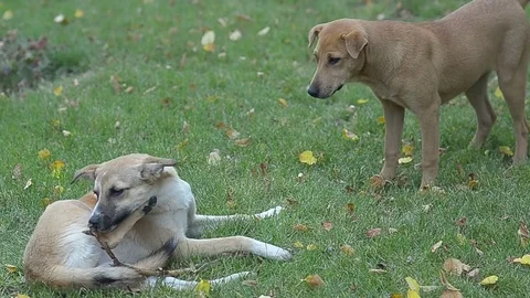 two dogs are fighting evil in the park o... | Stock Video | Pond5