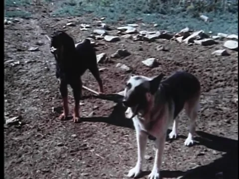 Dogs Barking Stock Video Footage | Royalty Free Dogs Barking Videos | Pond5