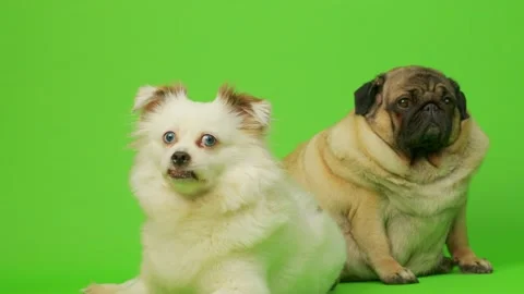 Two dogs on green background. Fluffy whi... | Stock Video | Pond5