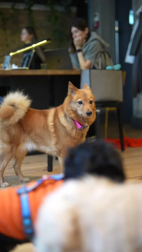 Two dogs playing in the cafe, while one ... | Stock Video | Pond5