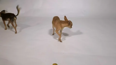 Two dogs playing indoors, white gray bac... | Stock Video | Pond5
