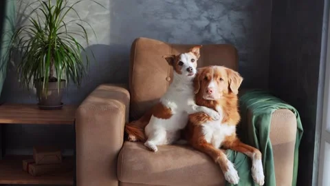 Two dogs relax on a tan sofa, a moment o... | Stock Video | Pond5