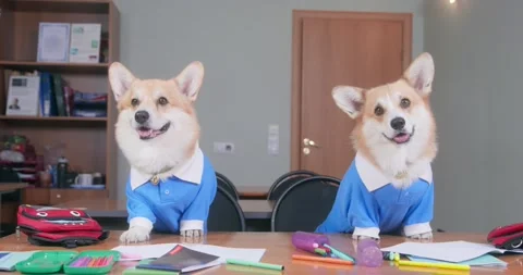 Two dogs in uniform, friendly first grad... | Stock Video | Pond5