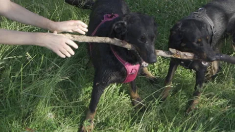 Dogs Together Stock Video Footage | Royalty Free Dogs Together Videos ...