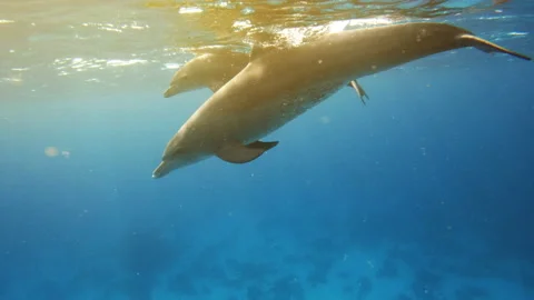 Two dolphins swimming underwater, view t... | Stock Video | Pond5