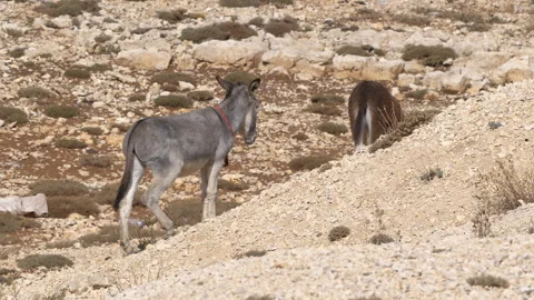 Two Birds Moving Stock Videos – Royalty-Free HD & 4K Videos | Pond5