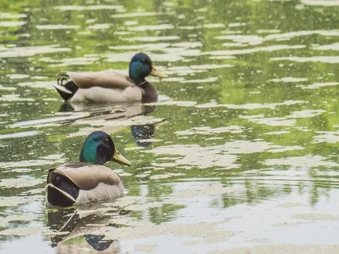 two ducks floating in the pond in centra... | Stock Video | Pond5