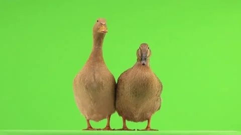 Two ducks talking to each other isolated... | Stock Video | Pond5