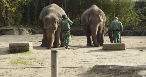 Two elephants crouch on their knees and ... | Stock Video | Pond5