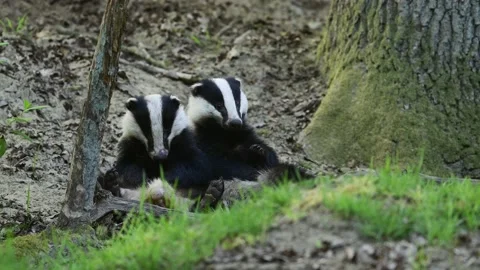 Eropean Cleaning Stock Videos – Royalty-Free HD & 4K Videos | Pond5