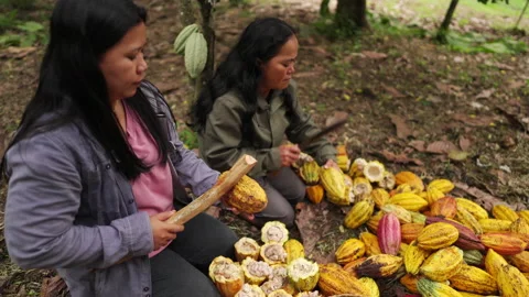 Two female cacao farmers opening cocoa p... | Stock Video | Pond5