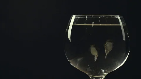 Aquarium Background Hd Stock Videos – Royalty-Free HD & 4K Videos | Pond5