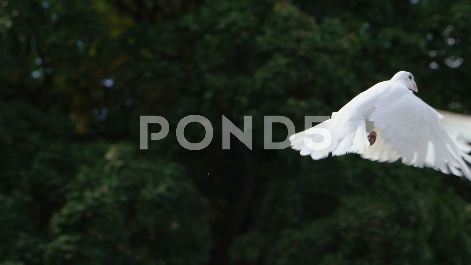 Two White Pigeons Flying
